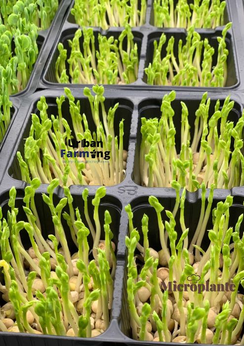 Urban Farming Microplante Brasov - Trendul culinar al momentului Brasov ...