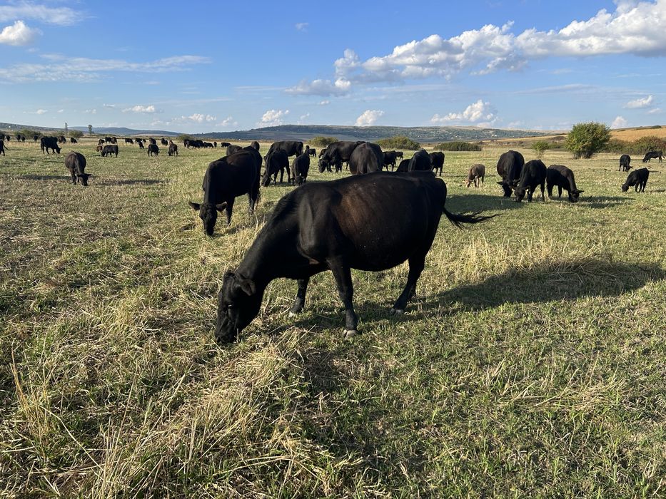 Vaci Angus fatate, cu vitei de 5 luni Negresti • OLX.ro