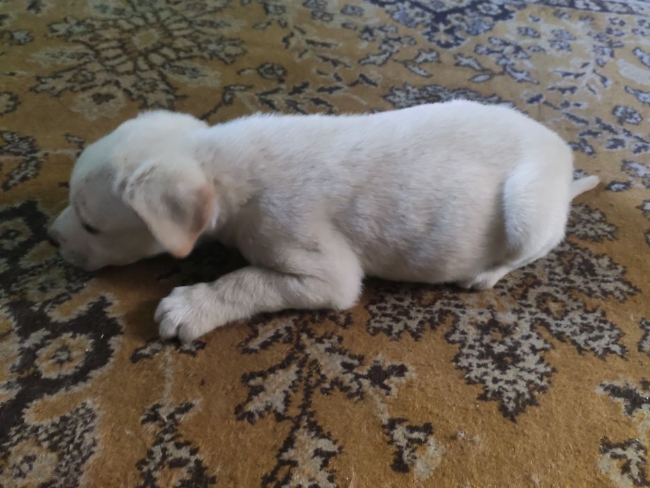 Donez câini mici Arad • OLX.ro
