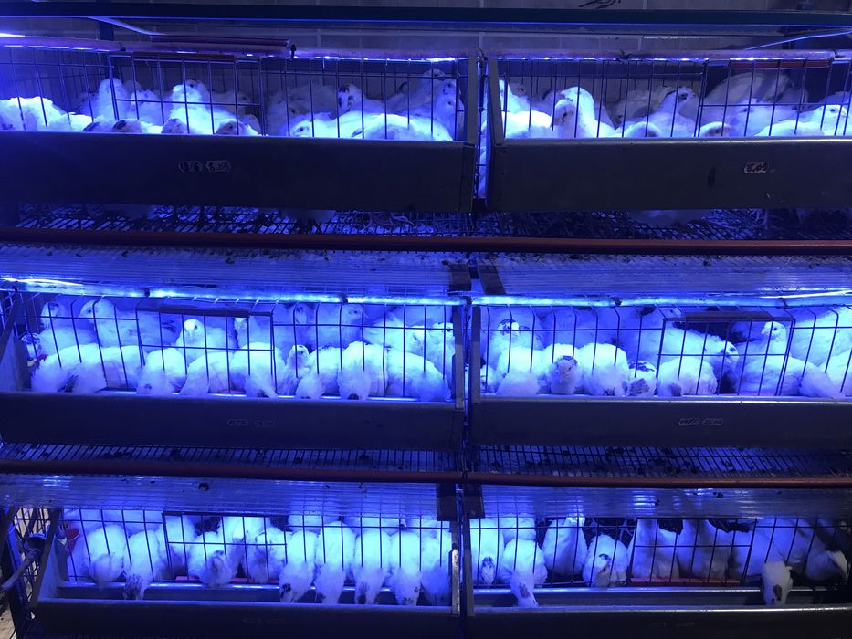 Tineret prepelita POLARA GIGANT Darasti-Ilfov • OLX.ro