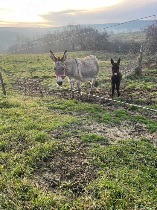 Vand magarita cu pui,cu lapte Hidiselu de Sus • OLX.ro