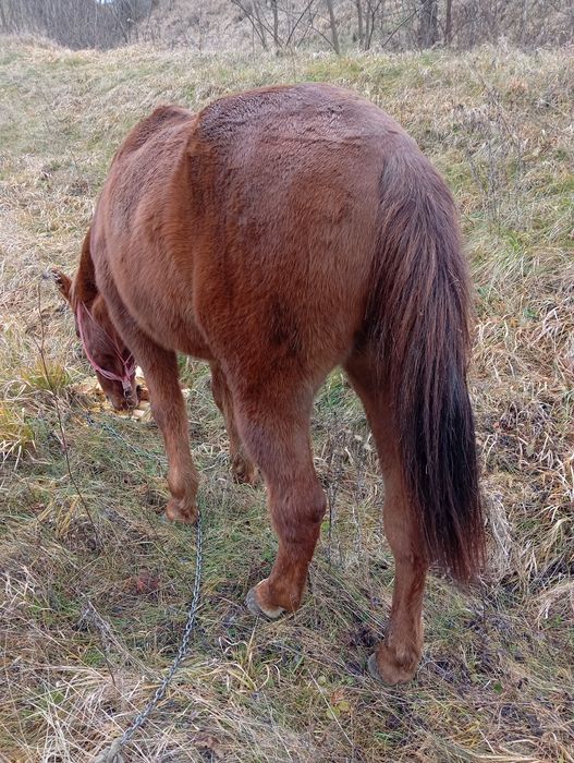 Vând cal de om necajit Soala • OLX.ro