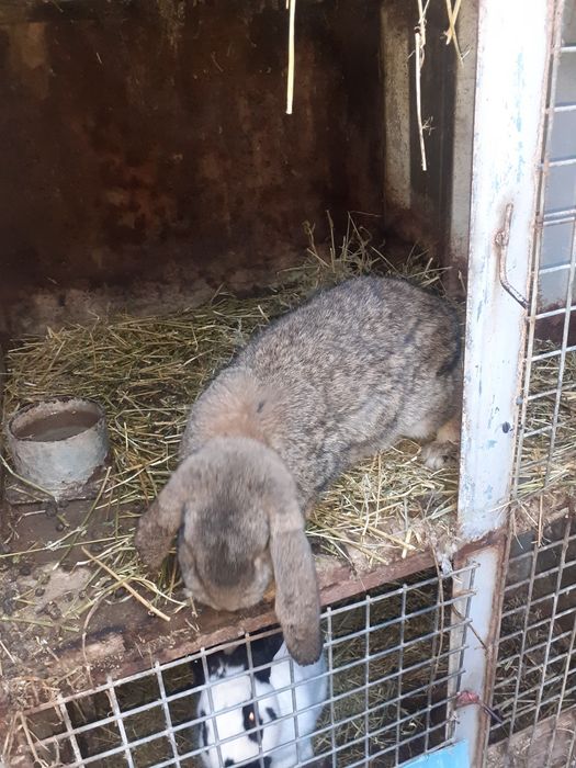 Vând iepuri și iepurași Tartasesti • OLX.ro