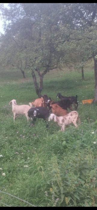 Capre anglo nubiene Bistrita • OLX.ro