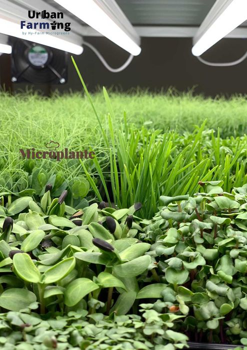 Urban Farming Microplante Brasov - Trendul culinar al momentului Brasov ...