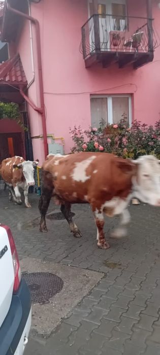 Vin două vaci ci vite Turnu Rosu • OLX.ro