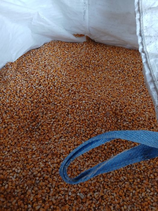 Vand porumb 2025 Beiusele • OLX.ro