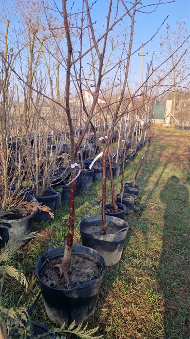Pomi fructiferi columnari /pe rod Balotesti • OLX.ro