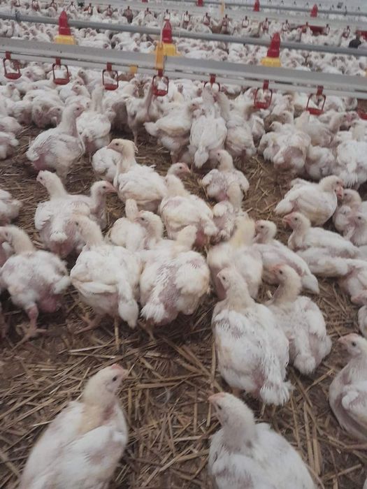 Pui alb și pui rasa mixta (rosu, pestriț, master gray) Bechet • OLX.ro