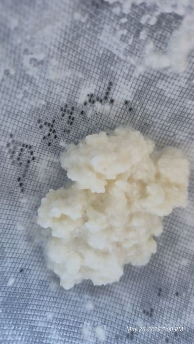 Granule de kefir de lapte (ciupercă). Active, crescute natural acasă ...