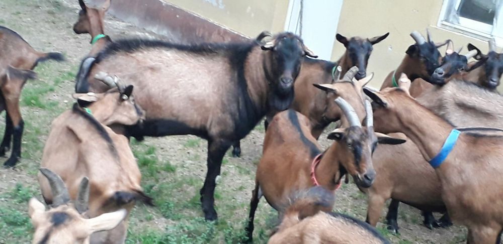 Vand(schimb cu capra sau cereale) tapi Alpin Francez cu certificat de Beliu • OLX.ro