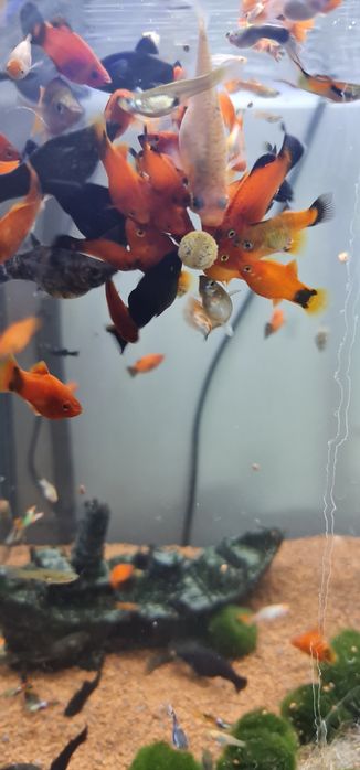 Spirulina usturoi, 100%,cuburi artemia, tubifex ,pesti acvariu,creveti ...