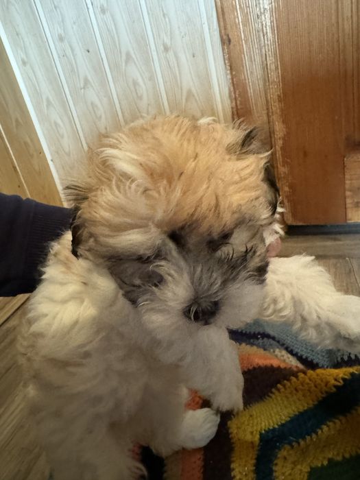 Pui de Bichon Havanez Radauti • OLX.ro