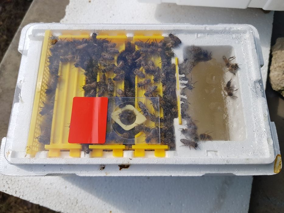 Regine/Matci Buckfast fecundate Rosiori de Vede • OLX.ro