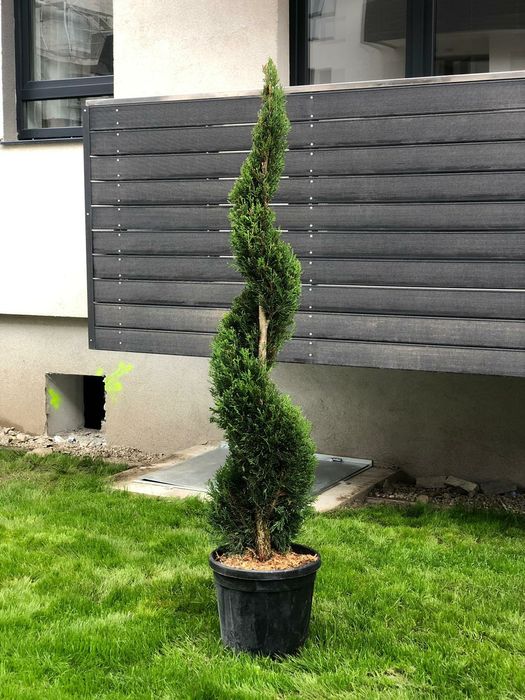 Platan, mesteacan,tei argintiu,catalpa,artar,arbori, arbusti leylandii ...