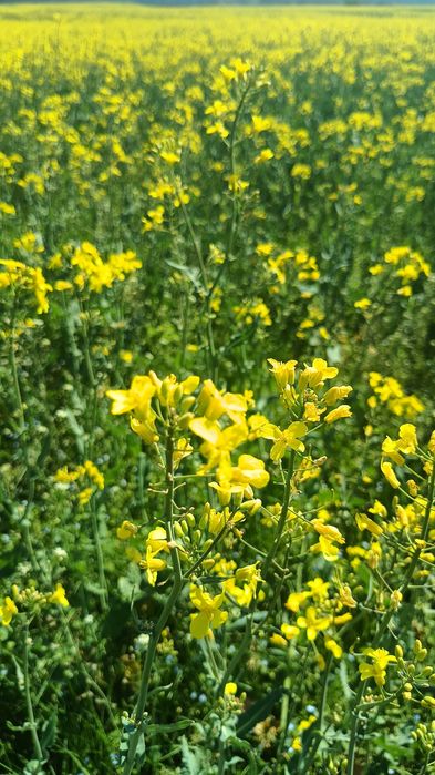 Miere rapiță 2025 Raucesti • OLX.ro