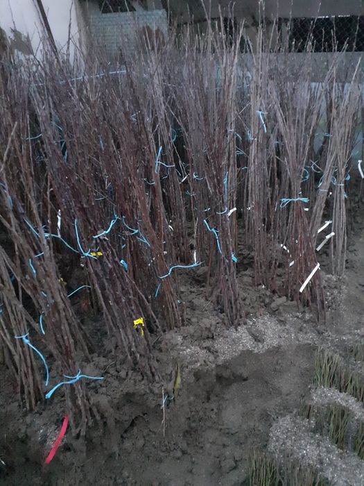 Pomi fructiferi cal a 2 a mar par ciresi visin pruni caisi pietesici ...