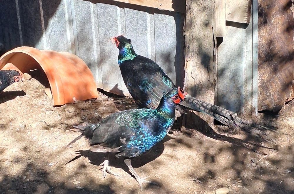 Vând păuni și fazani Craiova • OLX.ro