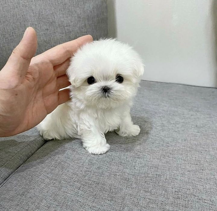 Bichon maltez mini toy Bucuresti Sectorul 4 • OLX.ro
