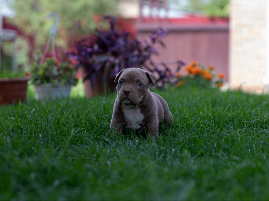 American Bully ABKC Ilfov Otopeni • OLX.ro