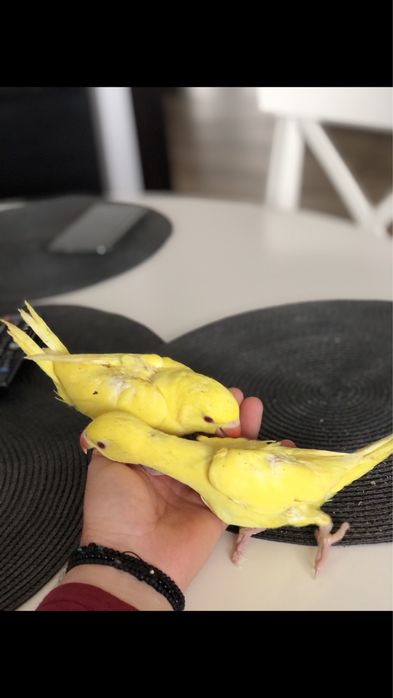 Papagali Micu Alexandru pui Dobroesti • OLX.ro