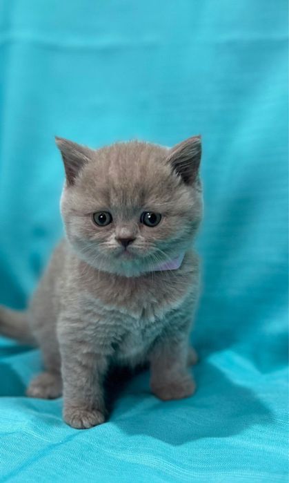British shorthair lila puiut Bucuresti Sectorul 4 • OLX.ro