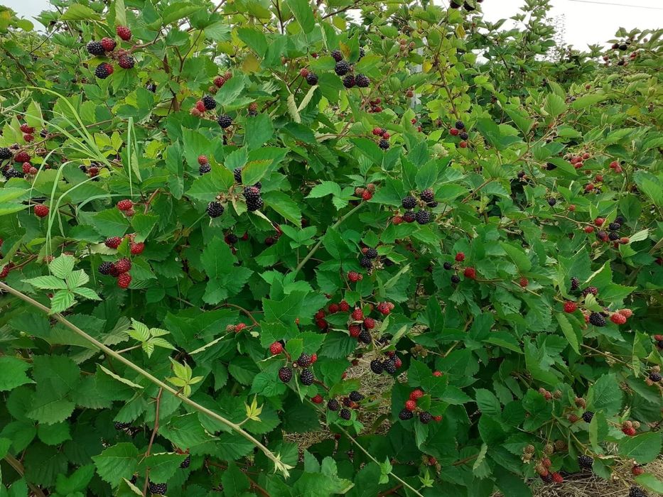 Butasi & Drajoni MUR Thornfree ( fără spini ) Ramnicu Sarat • OLX.ro