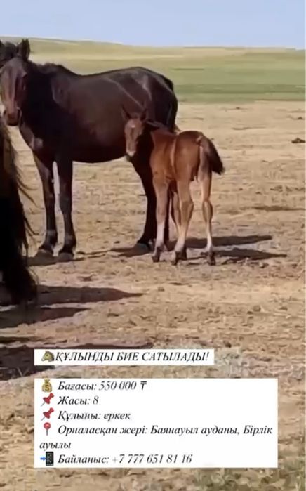 Продаю кобылу с жеребенком KASPI RED/Рассрочка - Лошади Павлодар на Olx