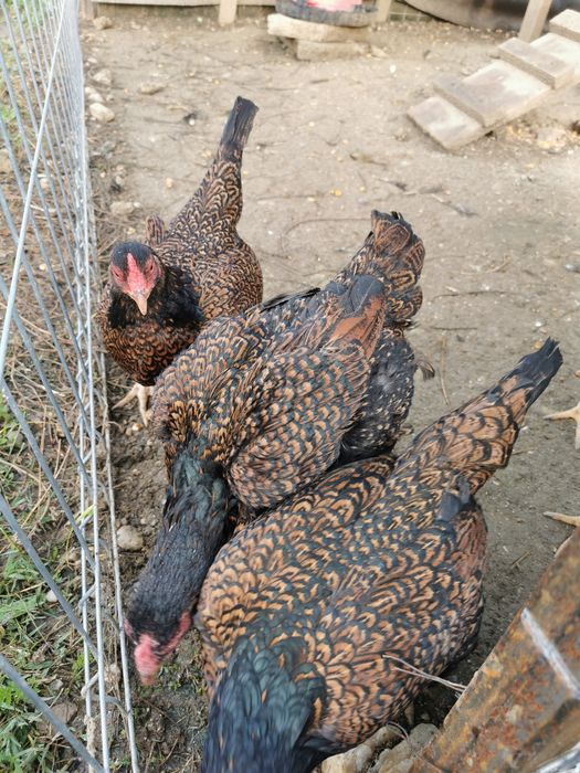 Vând 2+1 gaini combatant indian talie mare Curtea de Arges • OLX.ro