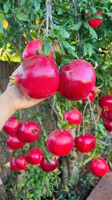 Rodiu Acco la ghiveci anul 5 Bistrita • OLX.ro