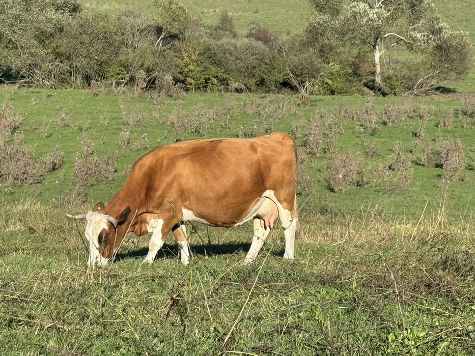 Vaca baltata romaneasca Veseud • OLX.ro