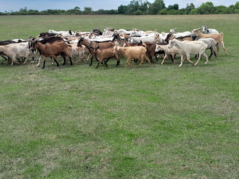 Capre bune de lapte pentru detalii la telefon Sepreus • OLX.ro