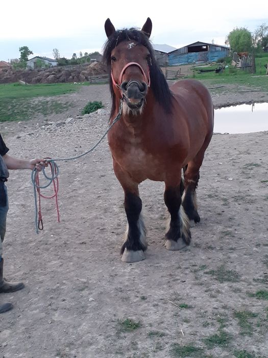 Armasar de monta Ardenez cu pedigree Ineu • OLX.ro