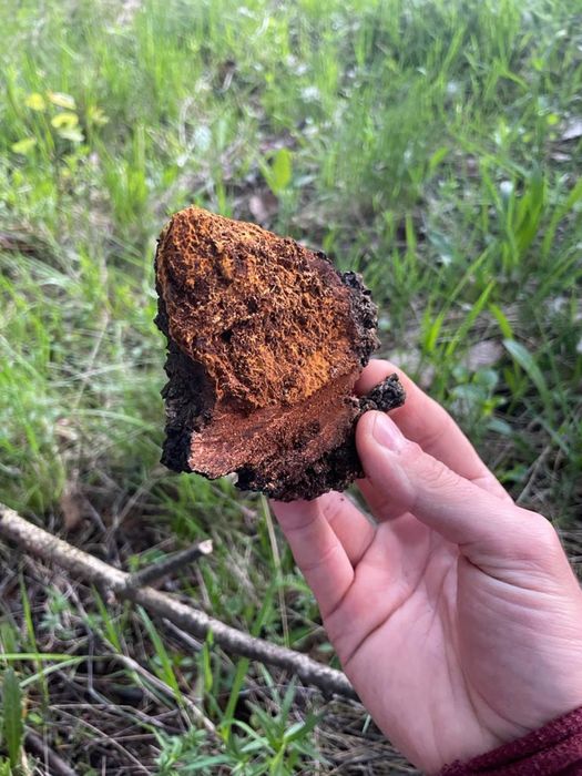 Ciuperca Chaga Inonotus Obliquus praf bucăți Bucuresti Sectorul 4 • OLX.ro