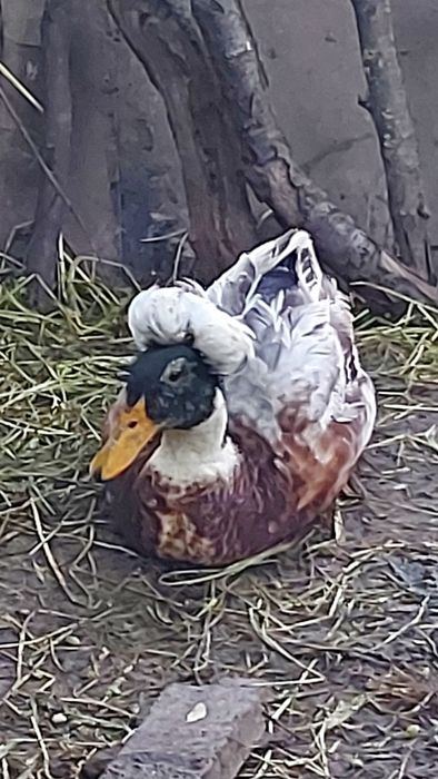 Oua de rata motata pentru incubat. Bucuresti Sectorul 5 • OLX.ro