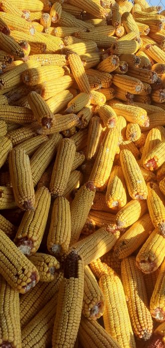 Porumb de vanzare Nusfalau • OLX.ro