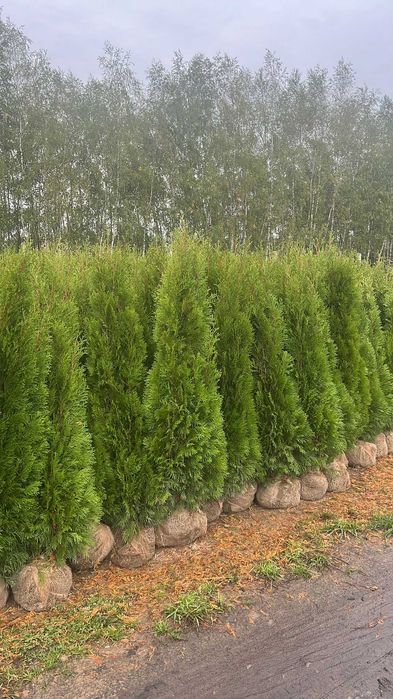 Vând tuia smarald, leylandi, columnaris, mesteacăn, tei, platan Turda ...