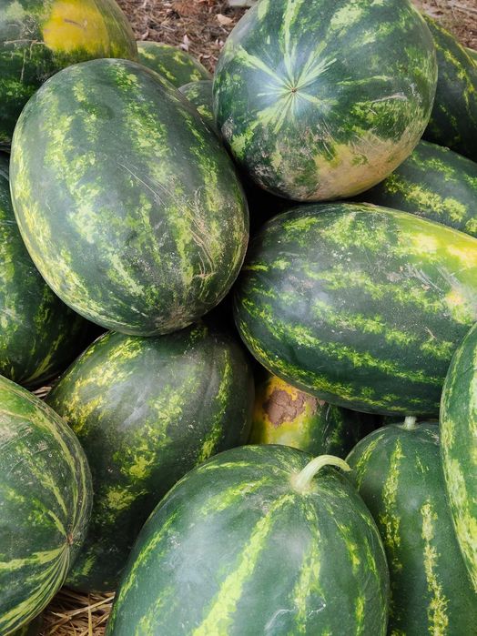 Pepeni verzi Mirsini F1 Corbii Mari • OLX.ro