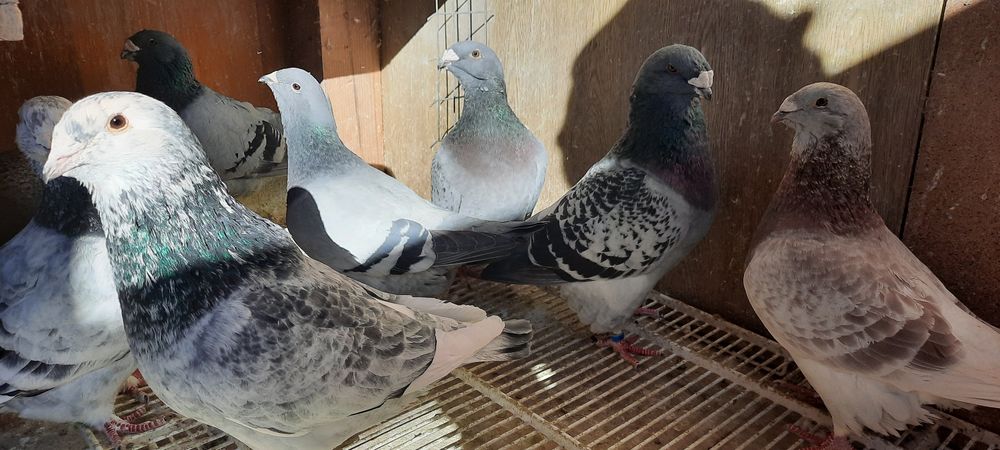 Porumbei standard Bucuresti Sectorul 3 • OLX.ro