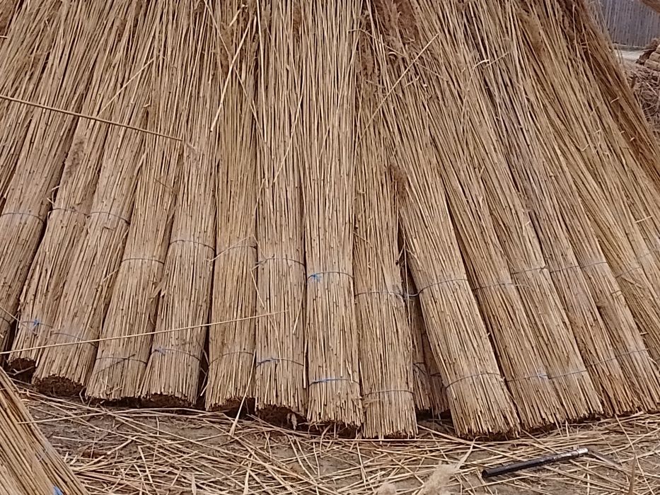 Vând stuf circumferința 60 cm Tulcea • OLX.ro