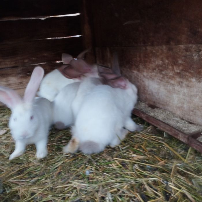 Vind iepuri belgieni Ciumafaia • OLX.ro