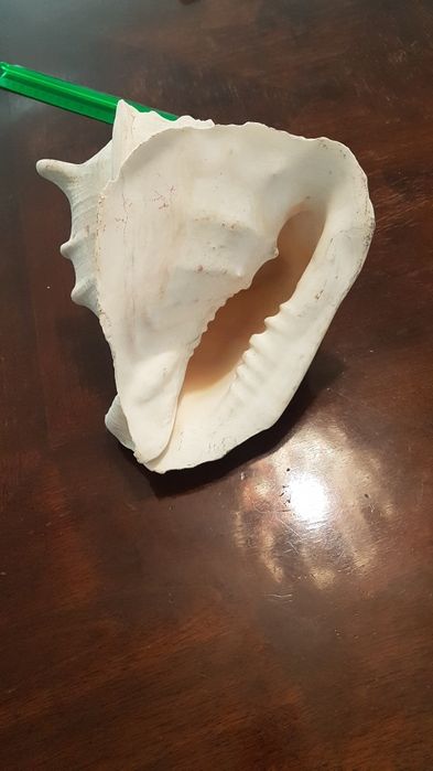 Cochilie melc marin mare Craiova • OLX.ro