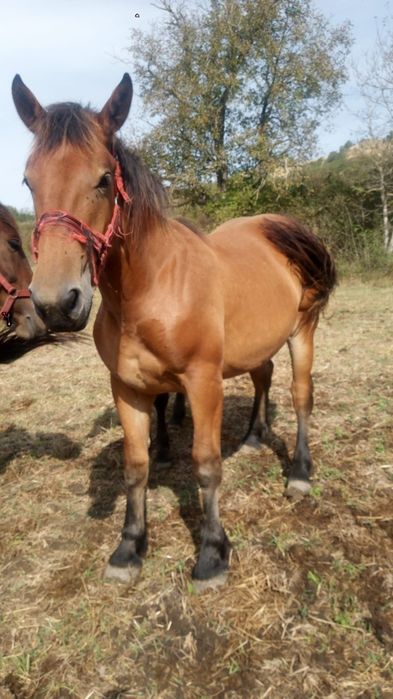 Mânză de vanzare Rosia de Secas • OLX.ro