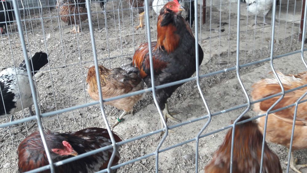 Vand pasari rasa Araucana rasa pura + alte rase de pasari Berca • OLX.ro