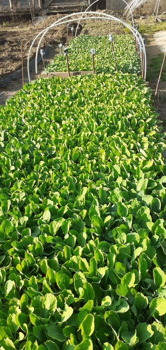 Vand rasad varza Pancota • OLX.ro