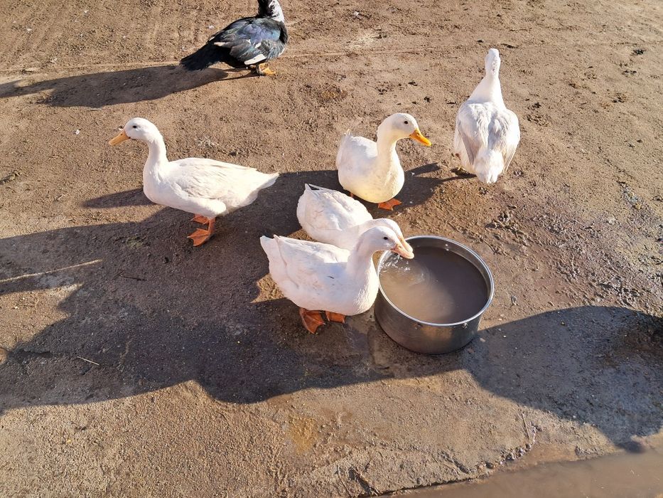 Oua pentru incubat de la păsările din poze! Pui • OLX.ro