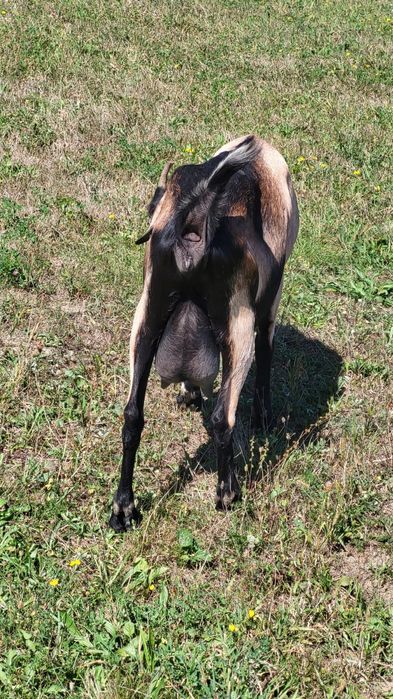 Vând capre anglo nubiene Cisnadie • OLX.ro