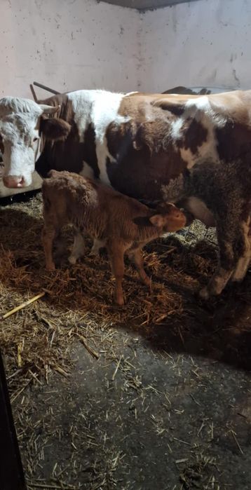 Se vinde junica la prima fatare fără vitel Caporal Alexa • OLX.ro