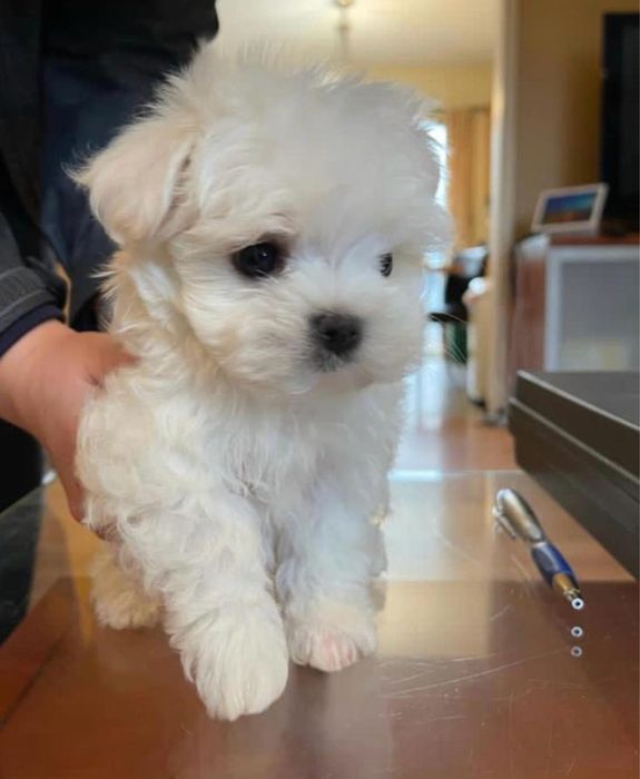 Pui bichon maltez alb pufos 2 luni Bucuresti Sectorul 3 • OLX.ro