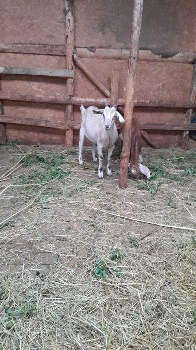 Vand 15 capre din rasa Saanen, 9 iedute 2024 si un tap Anglo-Nubian Voinesti • OLX.ro